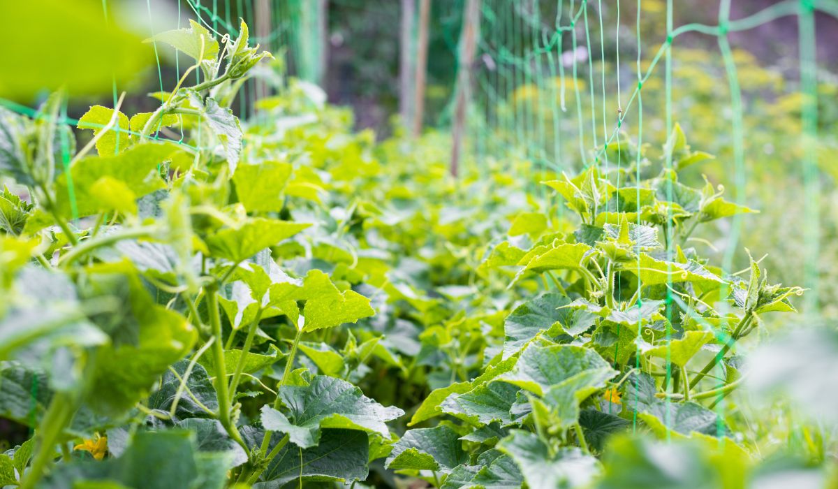 Creeping Cucumber: Fcats, Growth, Maintenance, and Benefits