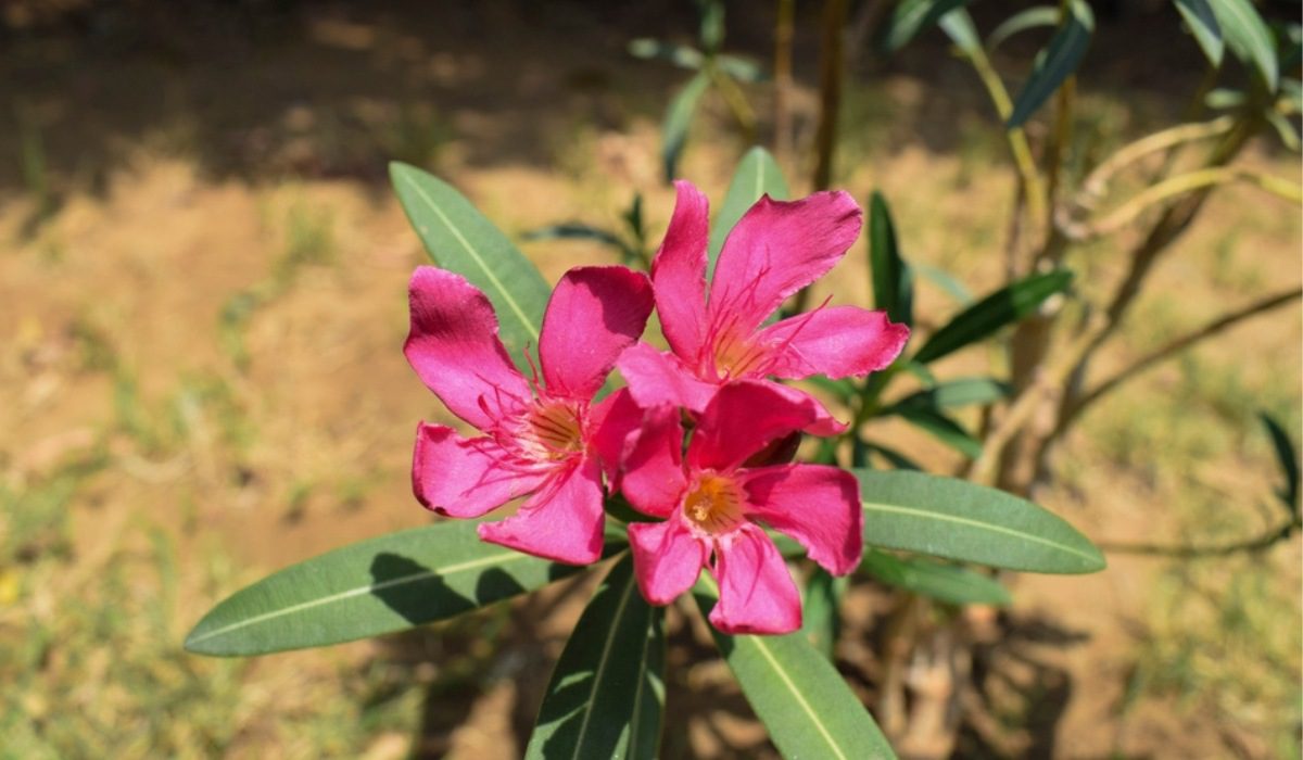 Kaner Flower Plant Benefits And Care Tips Kaner Flower Plant Benefits And Care Tips