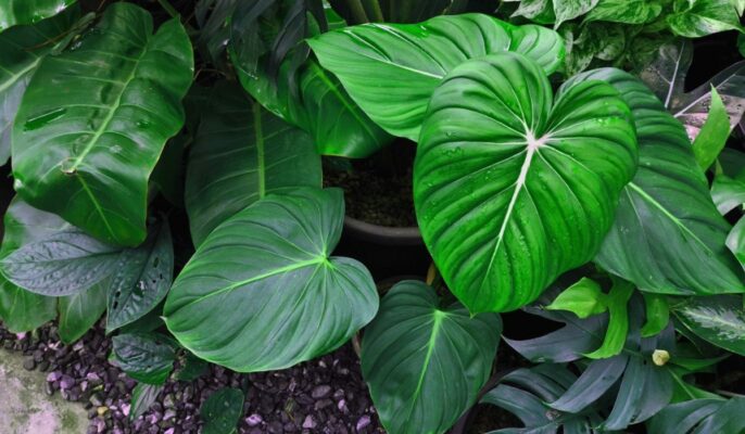 Homalomena: A Guide to Care and Cultivation