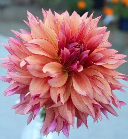 Dahlia Flower: How to Grow and Care in Your Garden