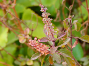Tulsi plant: Facts, types, benefits, how to grow and care tips