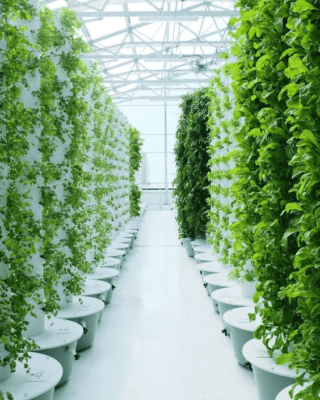 Hydroponics: Meaning, types, useful tips and benefits