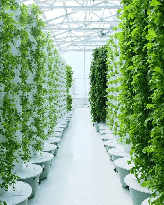 Hydroponics: Meaning, types, useful tips and benefits