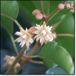 Madhavi Lata plant: Facts, habitat, medicinal uses and more