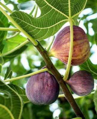 Fig Plant or Ficus Carica: Facts,Types, Maintenance and Uses