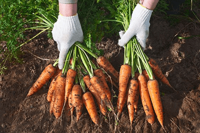 Edible Roots: Everything You Need to Know