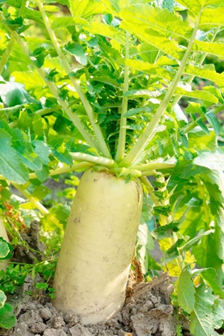 Edible Roots: Everything You Need to Know