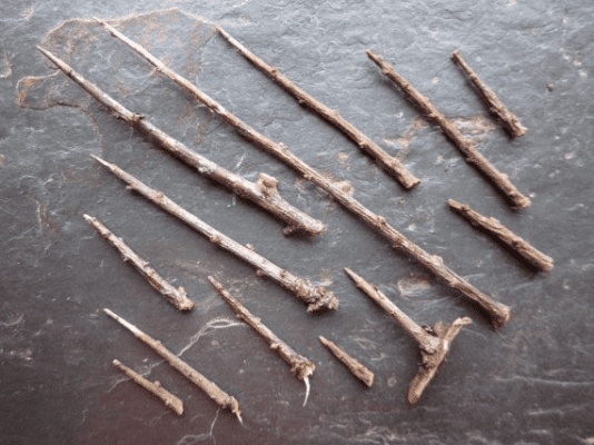 Thorny plants: Types, benefits and grow tips