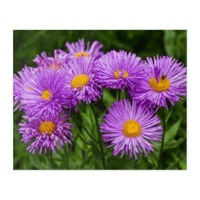 Purple Fleabane: Facts, uses, how to grow and care tips