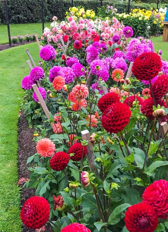 Dahlia Flower: How to Grow and Care in Your Garden