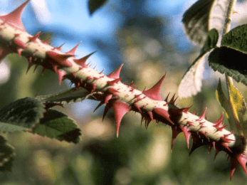 Thorny plants: Types, benefits and grow tips