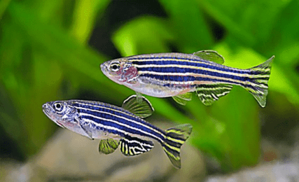 Best fish for aquarium at home 2023