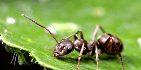 How to spot a red ants' infestation and get rid of it