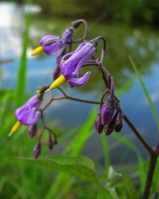 Nightshade plants: Facts, varieties, care tips, benefits, uses