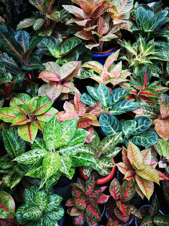 Aglaonema: Facts, varieties, cultivation, maintenance, and uses