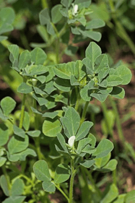 Fenugreek: Facts, benefits, uses, grow and care tips