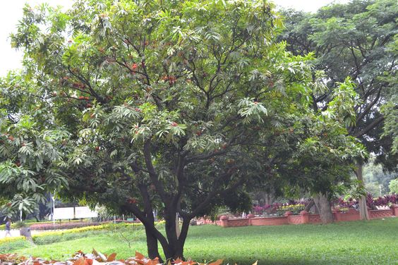 Ashok Tree: Facts, Benefits, Grow and Care Tips in 2023