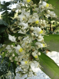 Madhavi Lata plant: Facts, habitat, medicinal uses and more