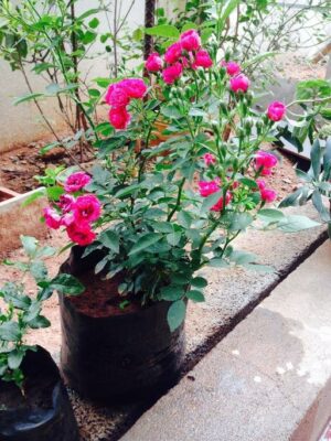 Button Rose: Facts, uses, grow tips and care