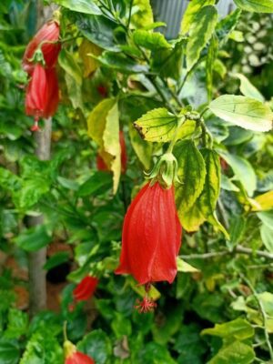 Malvaviscus Arboreus: Facts, Growth, Maintenance, And Uses