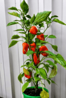 Capsicum Plant: How To Grow It Indoors & Take Care Of It?