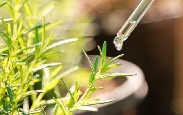 Plant hormones: Types of plant hormones and their functions