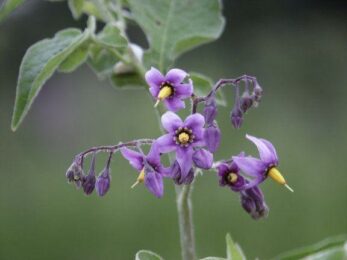 Nightshade plants: Facts, varieties, care tips, benefits, uses