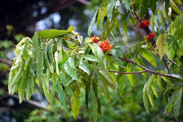 Ashok Tree: Facts, Benefits, Grow and Care Tips in 2023