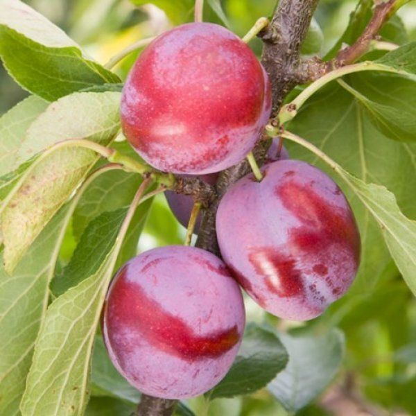 Fruit plants: Everything you Need to Know