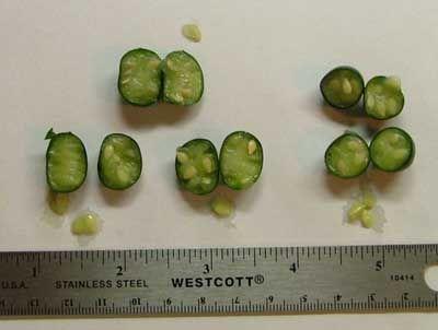 Creeping Cucumber: Fcats, Growth, Maintenance, and Benefits