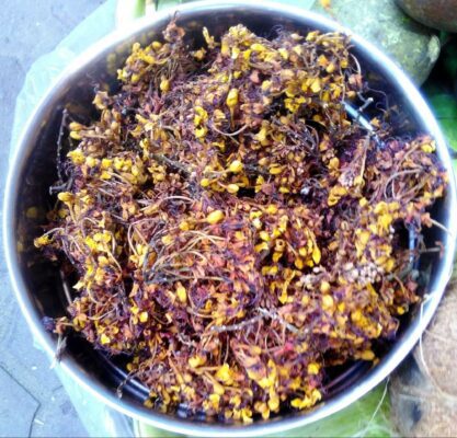 Ashok Tree: Facts, Benefits, Grow and Care Tips in 2023