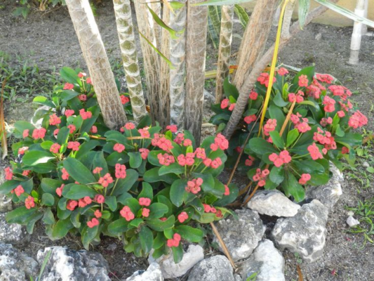 Thorny plants: Types, benefits and grow tips