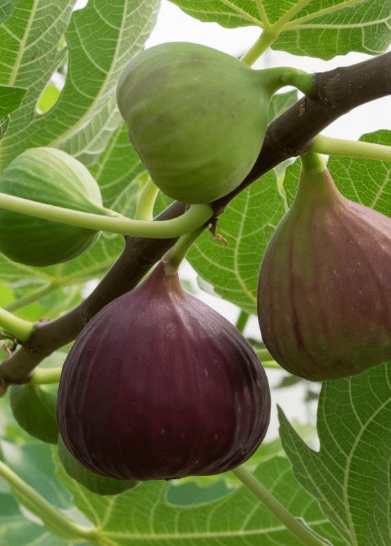 Fruit plants: Everything you Need to Know