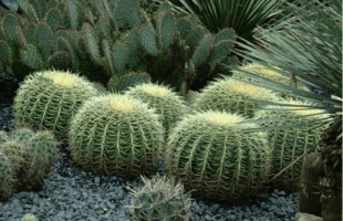 Thorny plants: Types, benefits and grow tips