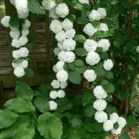 Climbers: Examples, care tips, and more