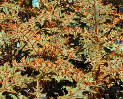 Thorny plants: Types, benefits and grow tips