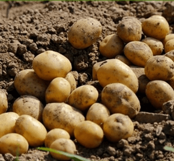 Edible Roots: Everything You Need to Know