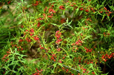Thorny plants: Types, benefits and grow tips