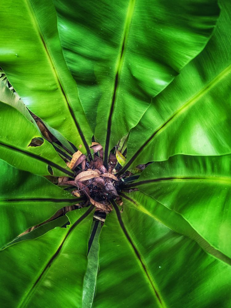 Bird’s Nest Fern: How to Grow and Care Tips