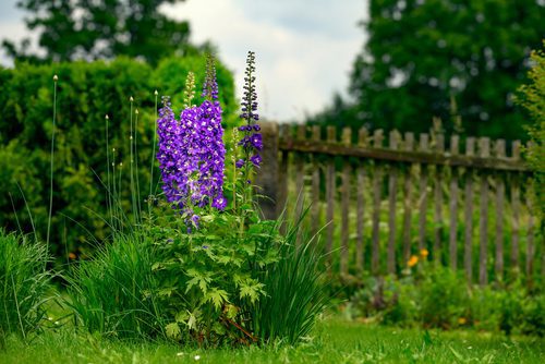 Different Flowers: Types of Flowers for Home Gardens