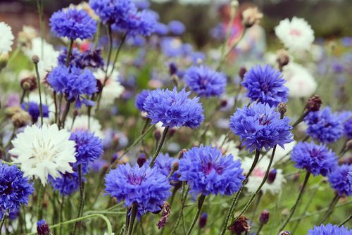 Different Flowers: Types of Flowers for Home Gardens