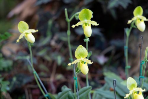 Slipper Flower: Photos, Growing and Caring Tips