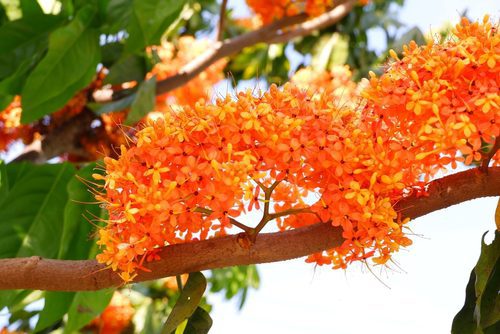 Ashok Tree: Facts, Benefits, Grow and Care Tips in 2023