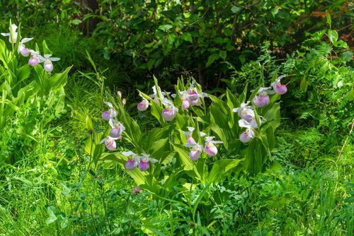 Slipper Flower: Photos, Growing and Caring Tips