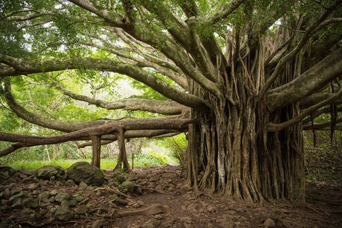Banyan Tree: Facts, use, importance