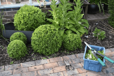 Topiary: What is it and How to Use this Element in your Garden?