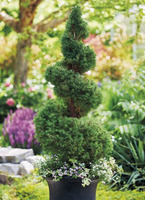 Topiary: What is it and How to Use this Element in your Garden?