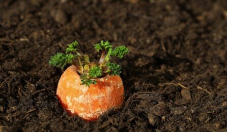 Vegetative propagation: Types, Advantages, and Disadvantages