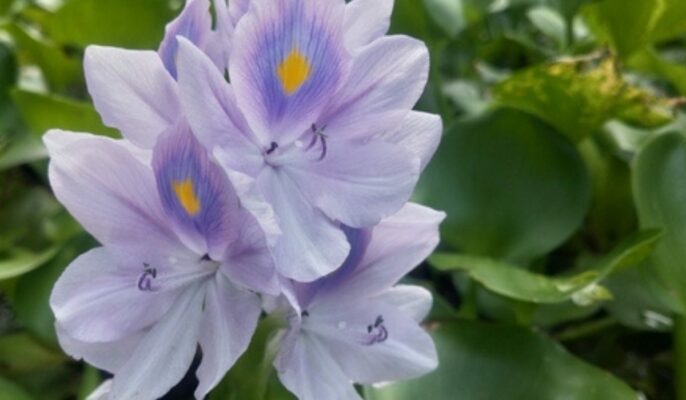 Water Hyacinth: Facts, benefits, growth and tips in 2023