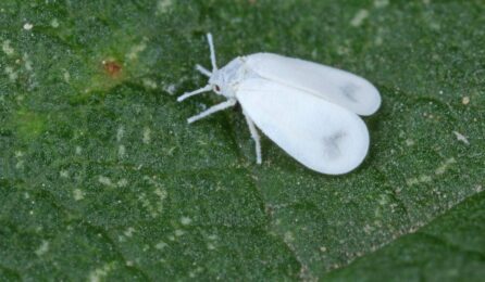 White Fly: Identification, Life Cycle, How to Control?